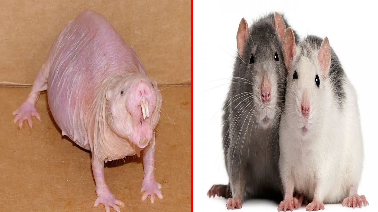 Sonhar com gabiru rato, sonhos com ratos - YouTube