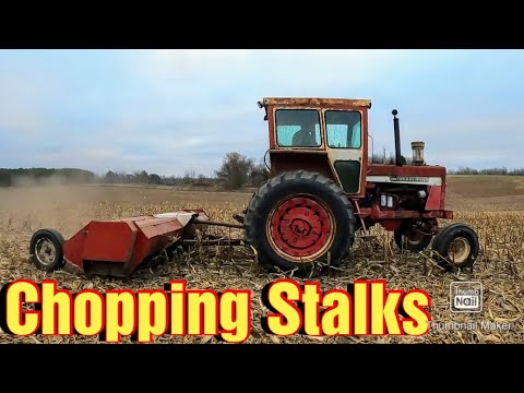 Chopping Corn Stalks with International 1256 & International 40 Stalk ...