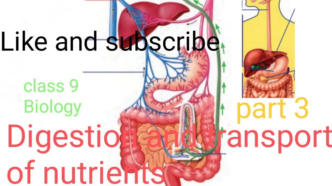 Class 9 Biology chapter 2/ Digestion and transport of nutrients/ part 3 ...