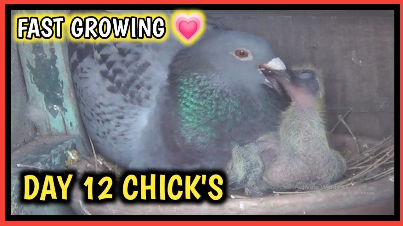 Fast growing racing pigeon chick’s | Day 12 chick’s | best breeding ...