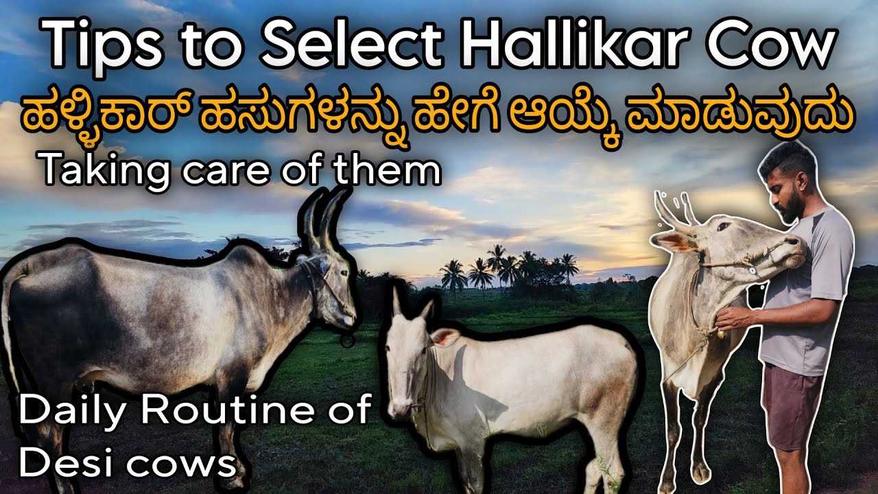 How to select Hallikar pregnant cow Daily Routine of our farm Hallikar ...
