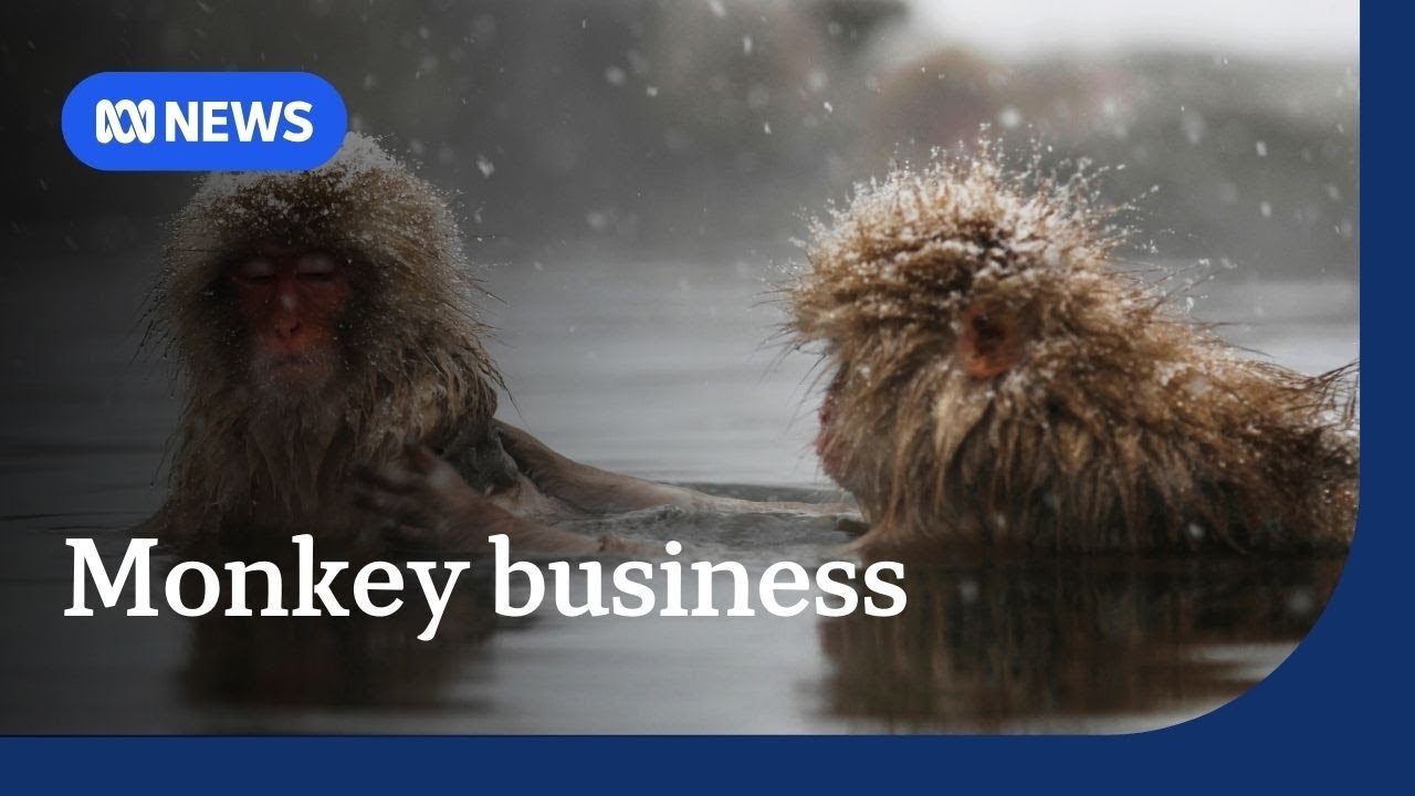 Japan's snow monkeys overwhelmed by hordes of tourists | The World ...
