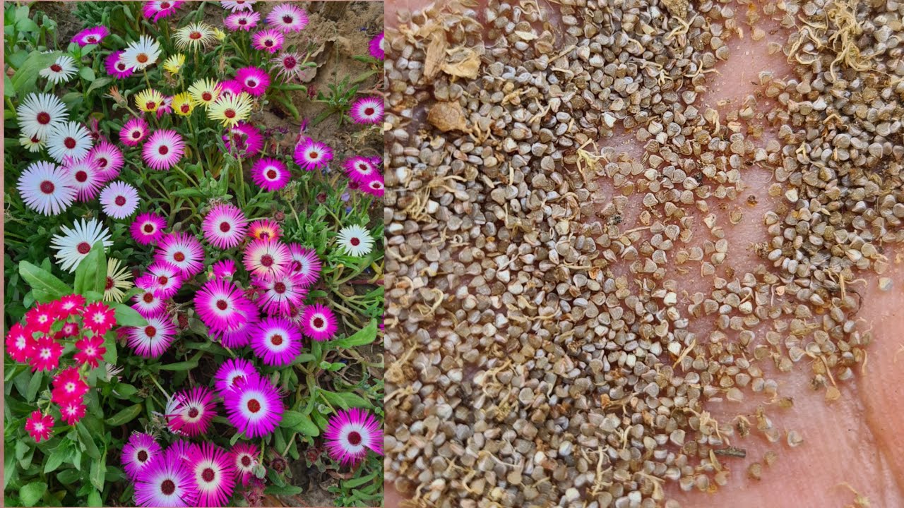 Collect ice plant seeds for next season || आईस प्लांट के बीज क्लेक्ट ...