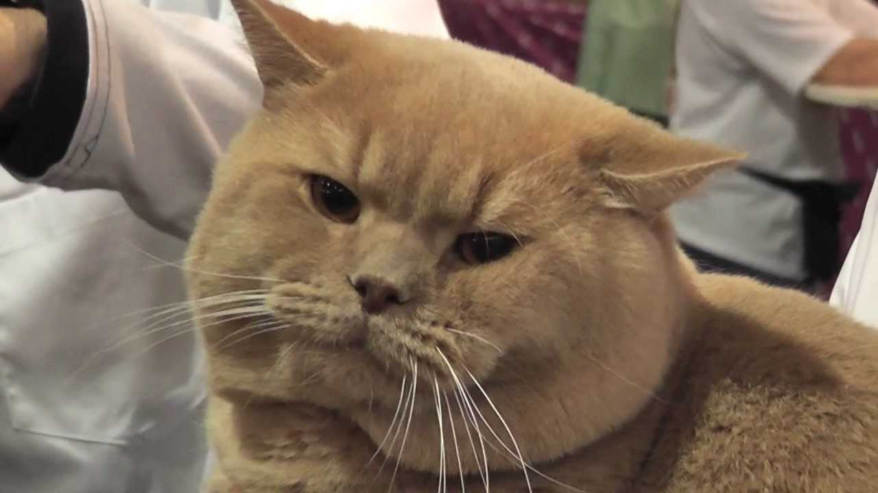 garfield look-alike found! - YouTube