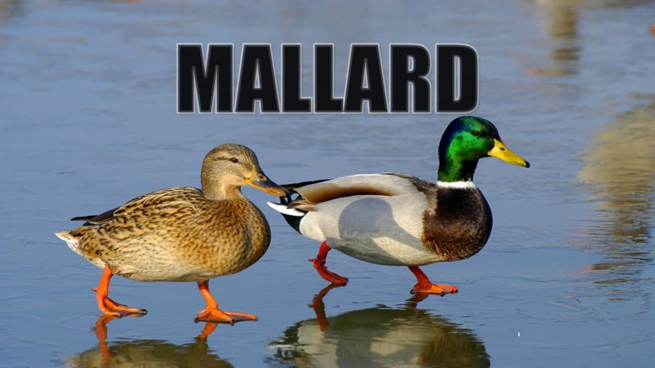 Mallard Duck | Mallard Duck and Geese || Baloch Lenz || - YouTube