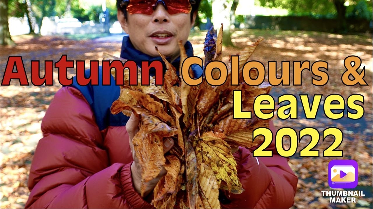 Autumn Colours & Leaves 2022 - YouTube