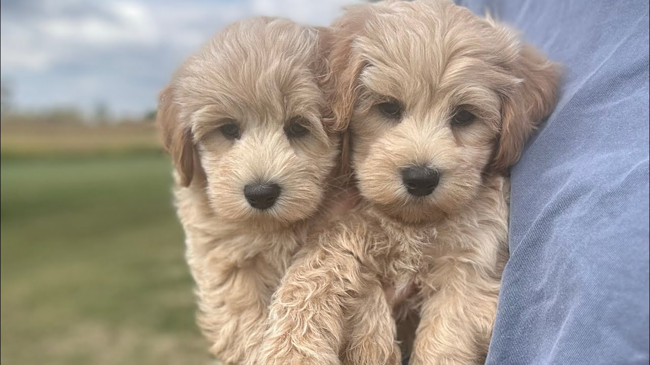 Maltipoo Puppies at 7 weeks old! Maltipoo, Multipoo, Teddybear Puppies ...