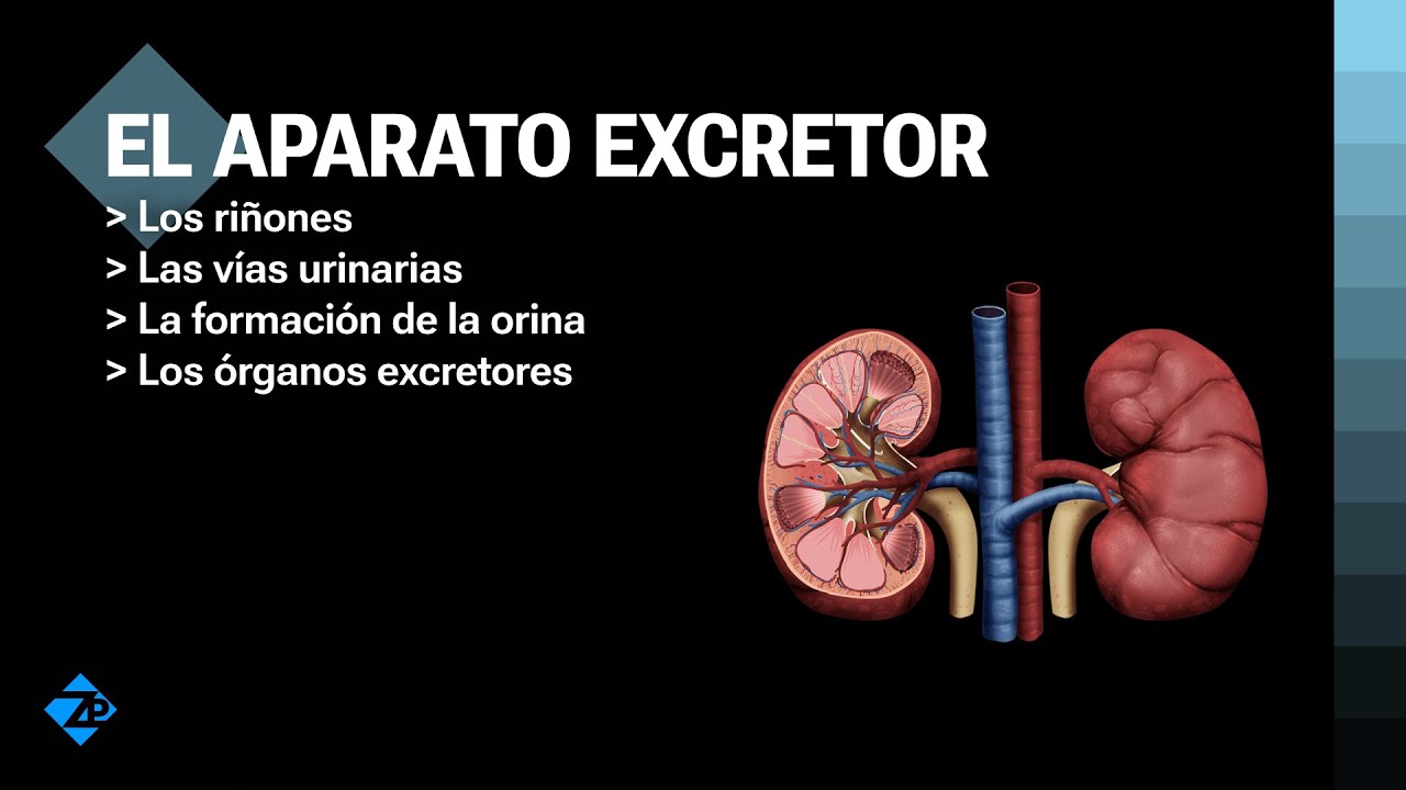 "Aparato excretor" explicado / Biología y Geología 3º de la ESO ...