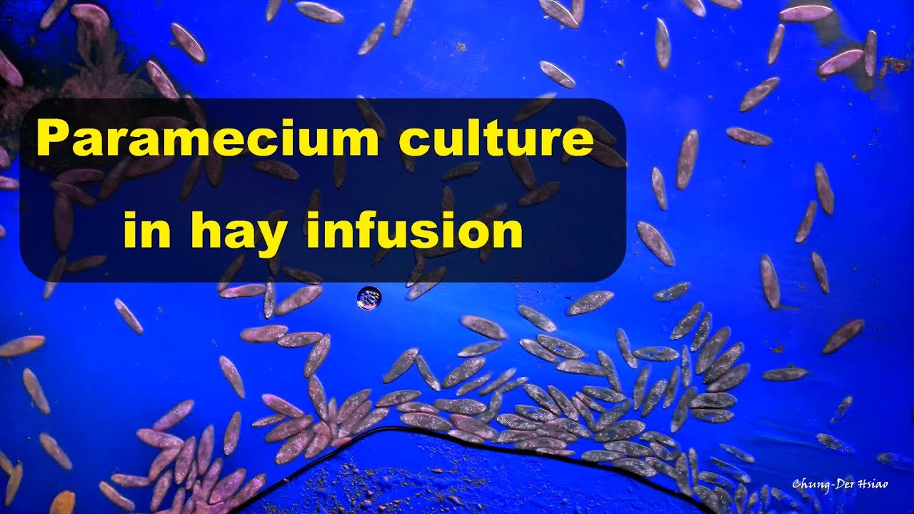 Paramecium culture in hay infusion - YouTube