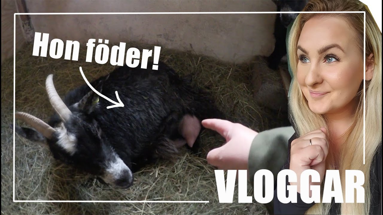 Ingen motivation... | VLOGG #350 - YouTube