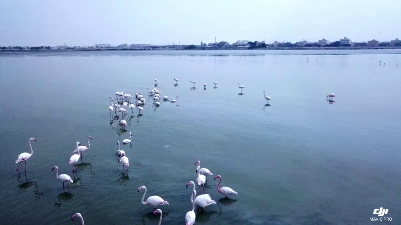 Flamingo - Doha Beach - KUWAIT - YouTube