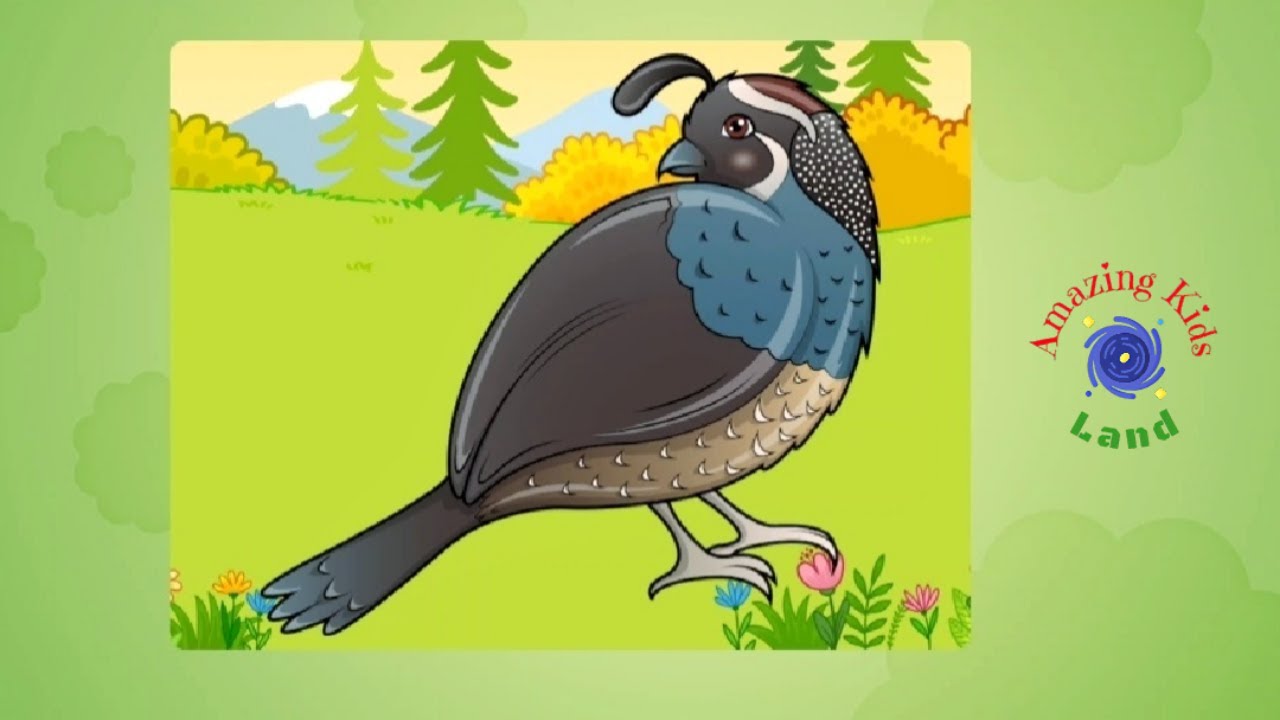 Puzzle Burung Puyuh - YouTube