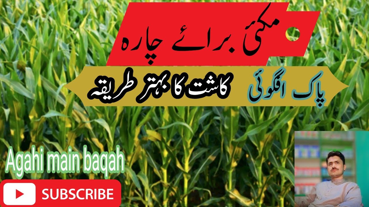 bed/ridge planting of maize fodder crop|||Agahi main baqah - YouTube