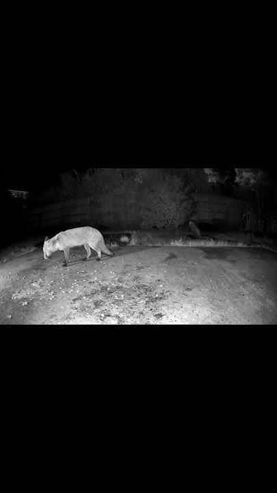 Something Broke There Peace #wildlife #closeup - YouTube Something Broke There Peace #wildlife #closeup - YouTube