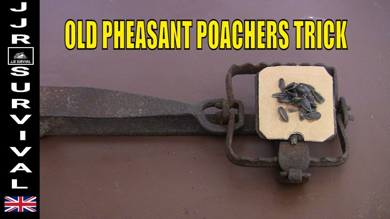Old Pheasant Poachers Trick - YouTube