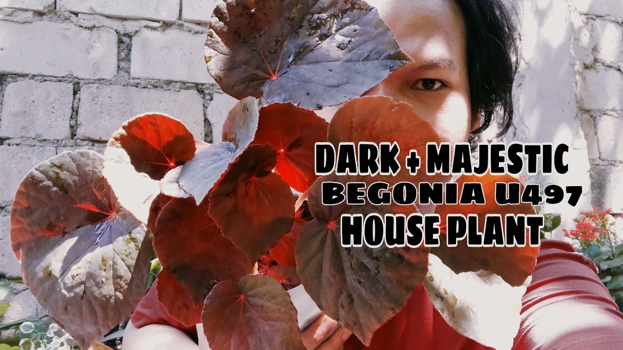 DARK & MAJESTIC HOUSEPLANT | BEGONIA U497 UP CLOSE | Begoniaceae - YouTube