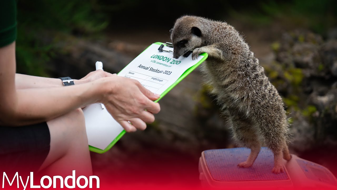 London Zoo's cute animals get their annual weigh-in! - YouTube