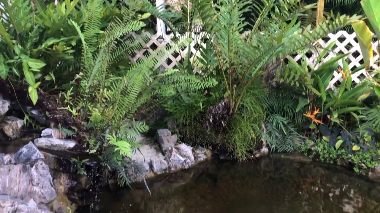 Ferndale Terrance, Fondes Amandes Road, St. Ann's, Trinidad WI - YouTube