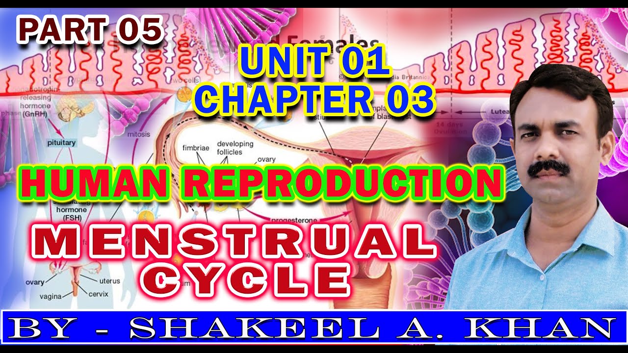 MENSTRUAL CYCLE || HUMAN REPRODUCTION || BIOLOGY CLASS 12 CBSE || - YouTube