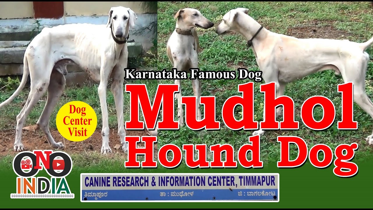 Mudhol Hound Dog | Karnataka | ONO INDIA - YouTube