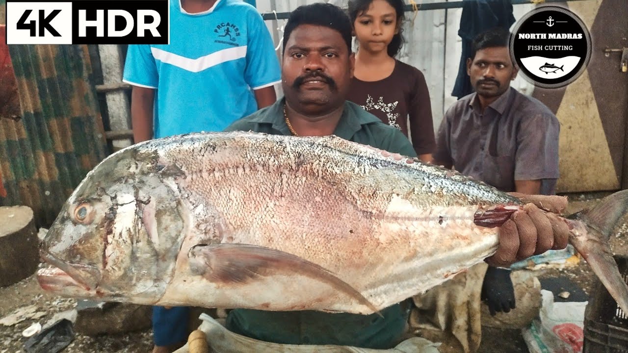 7KG BIG PAARAI FISH/KASIMEDU SPEED SELVAM AMAZING FISH CUTTING VIDEO/# ...