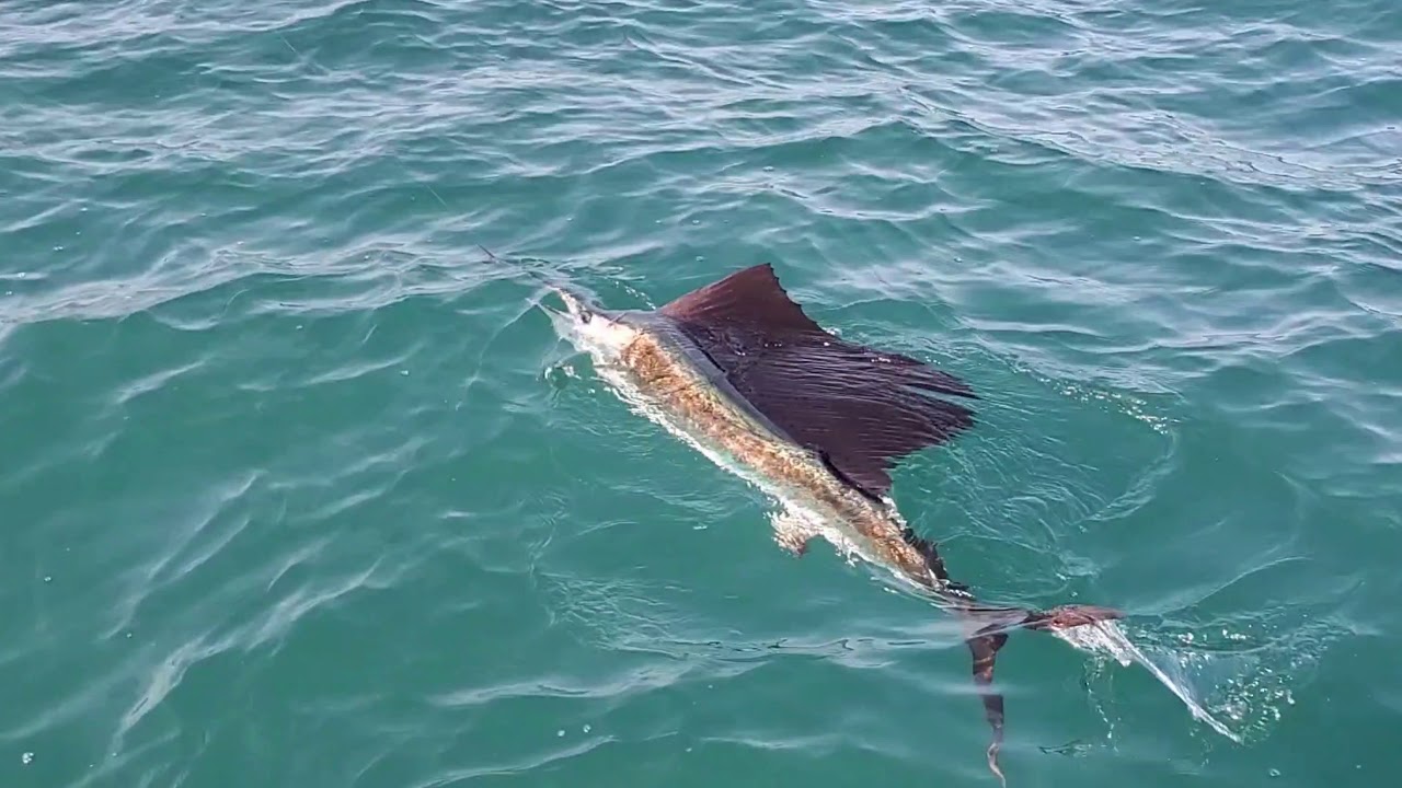 Sailfish Jacksonville, Fl 2019 - YouTube