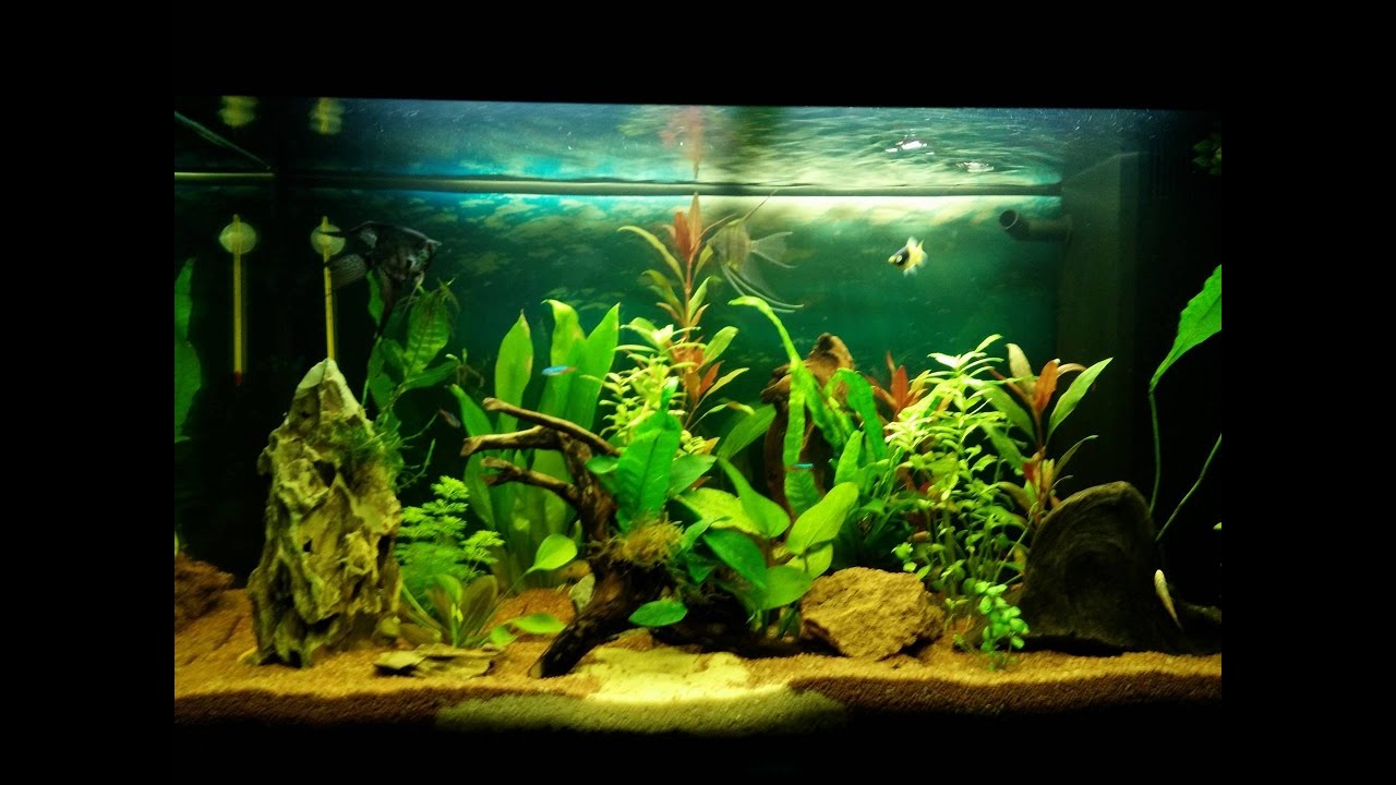 Juwel rio 125 aquarium - YouTube