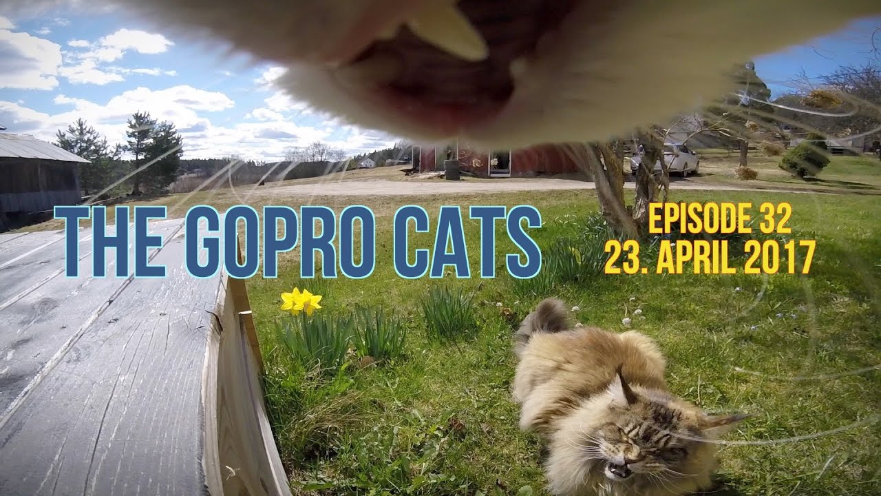 Cat with GoPro : arguing with Maine Coon : Ep 32 - YouTube