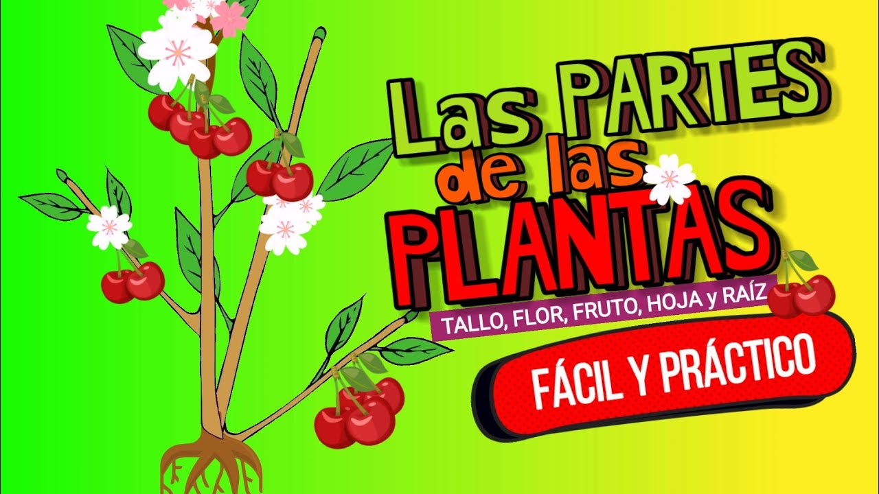 Las partes de las PLANTAS ⚡flor, fruto, tallo, hojas y raíz, fácil y ...