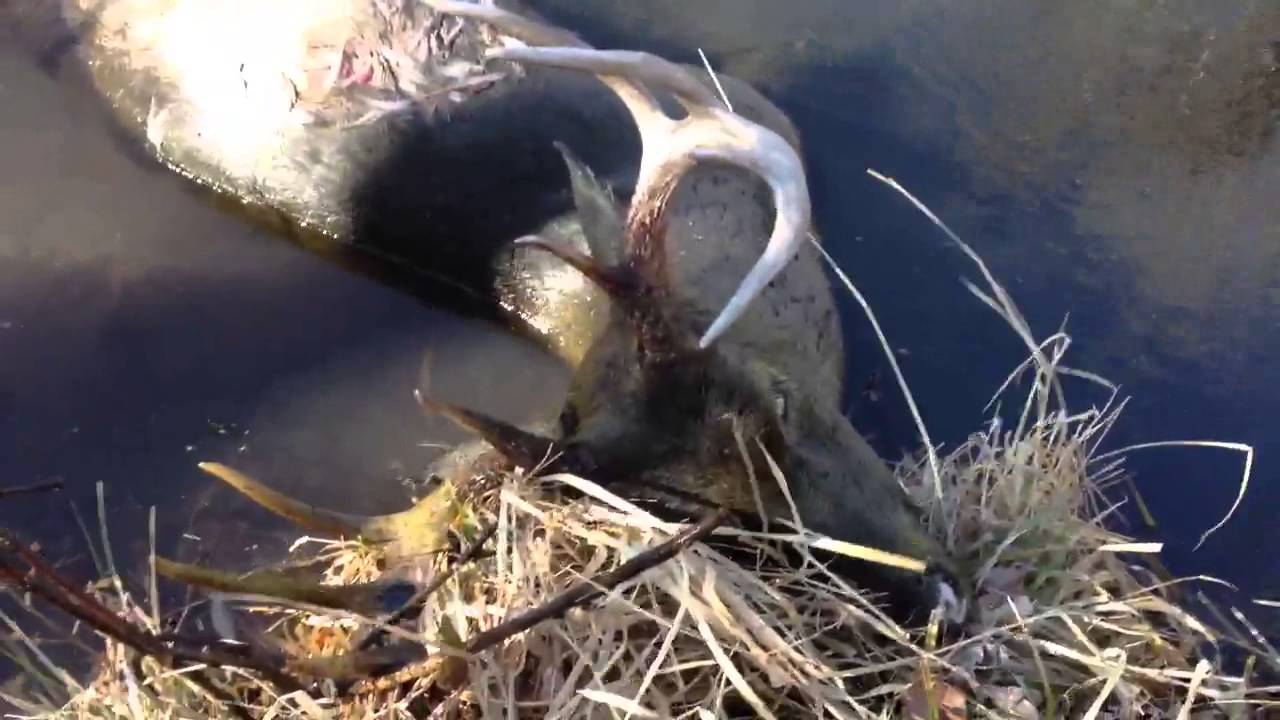 Big buck found dead - YouTube