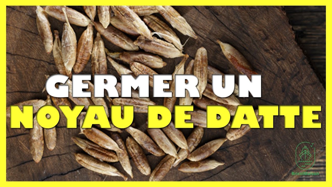 Comment faire germer un noyau de datte dans l'eau - YouTube