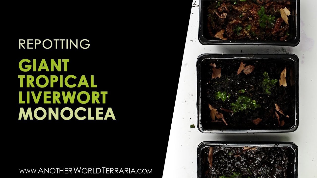 Massive Tropical Liverwort - Monoclea - YouTube