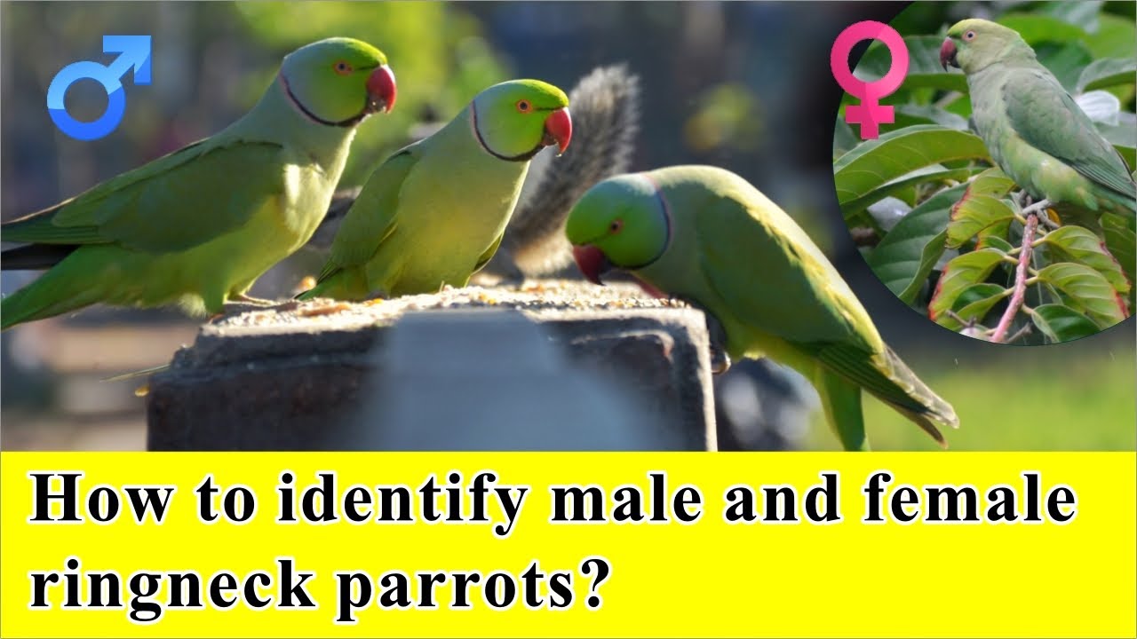 Gender differences of male and female ringneck parrots - Easy to ...