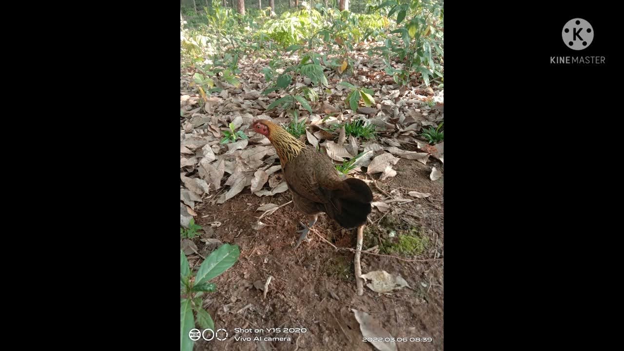 poj qaib dib noob qaib qus tsauj suab zoo dib tuaj zoo heev mp3 - YouTube