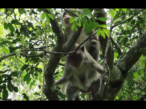 The Monkey Roy Have A chance To Meet Jane Monkey On The Tree/Lucky Roy ...