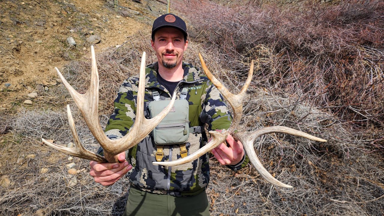 2023 WASHINGTON STATE MULE DEER SHED HUNT - YouTube