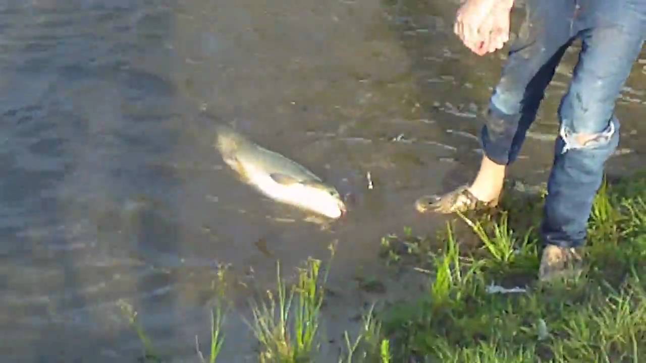 15 pound carp caught in sc - YouTube