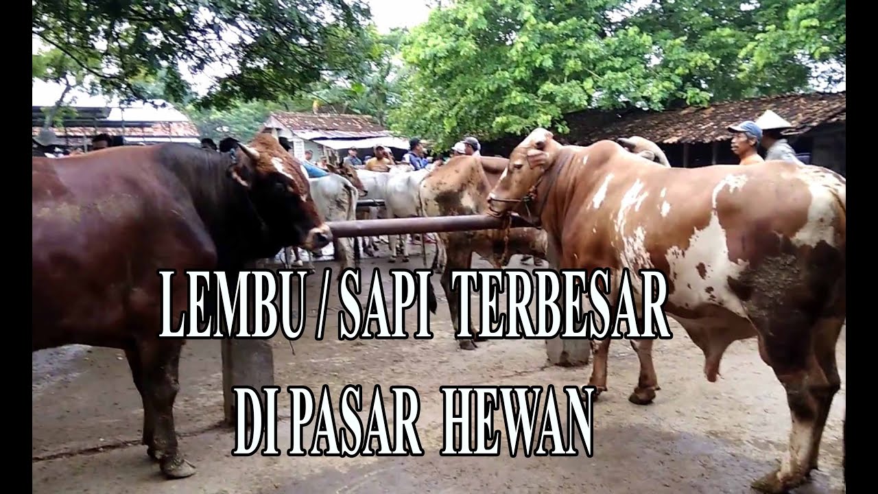 LEMBU/SAPI TERBESAR |!!!| PASAR HEWAN - YouTube