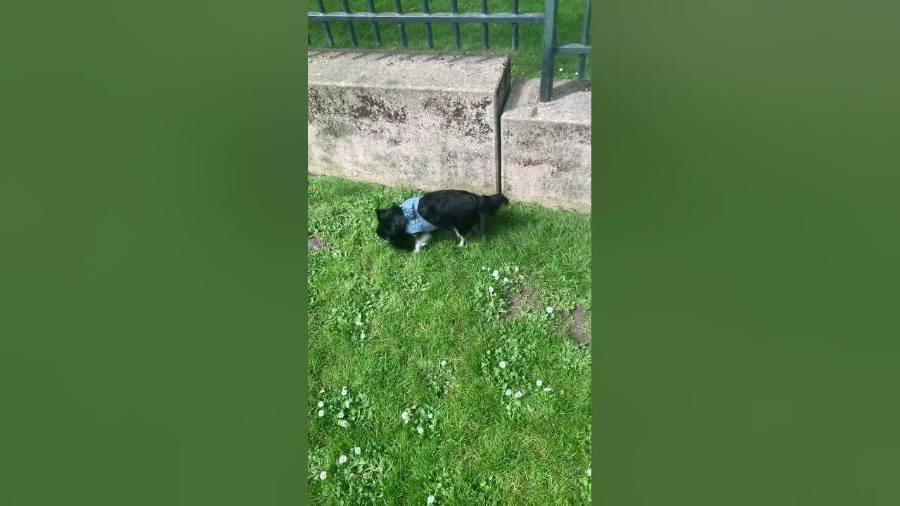 C mon petit chien d’amour - YouTube