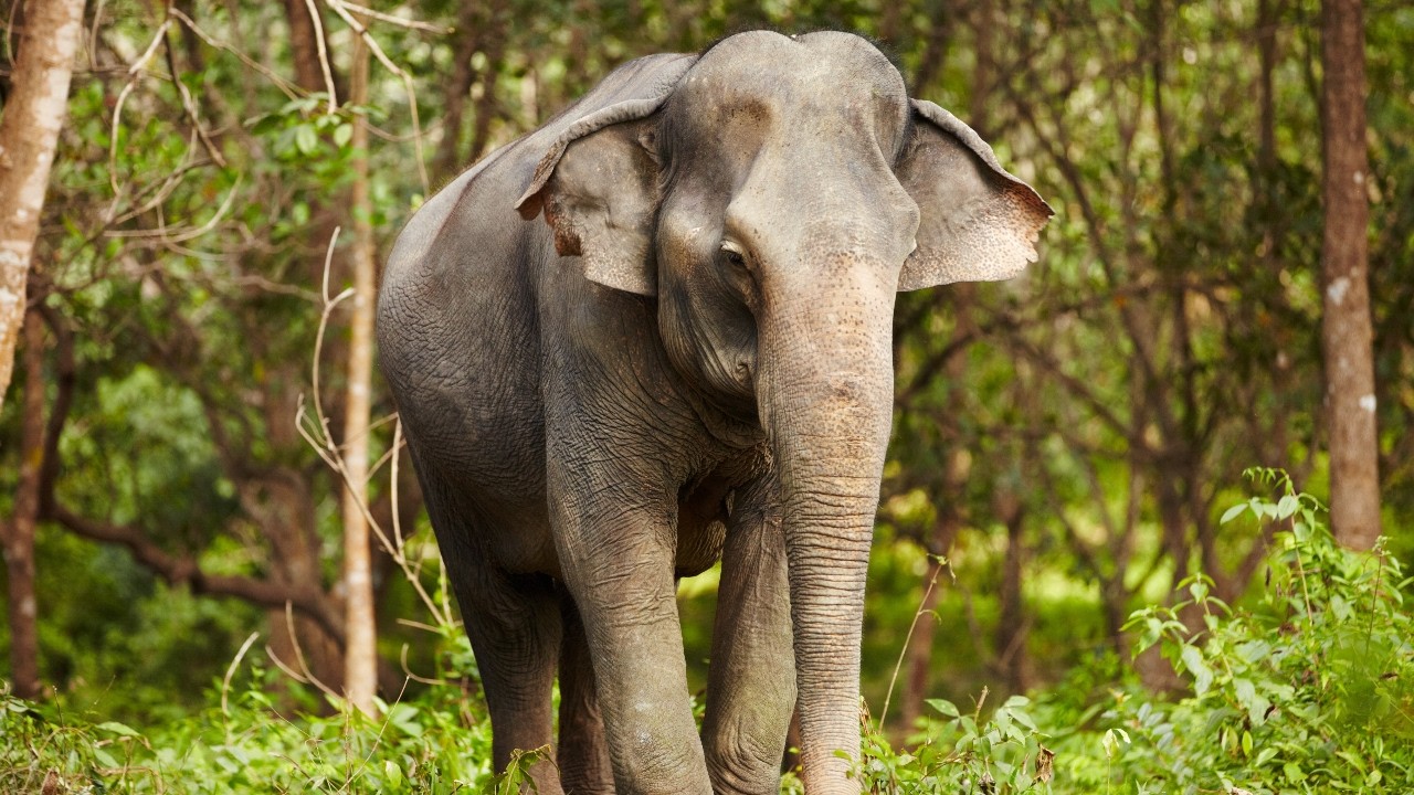 10 Hours Of Indian Animals And Relaxing Music - Ambience - Meditation ...