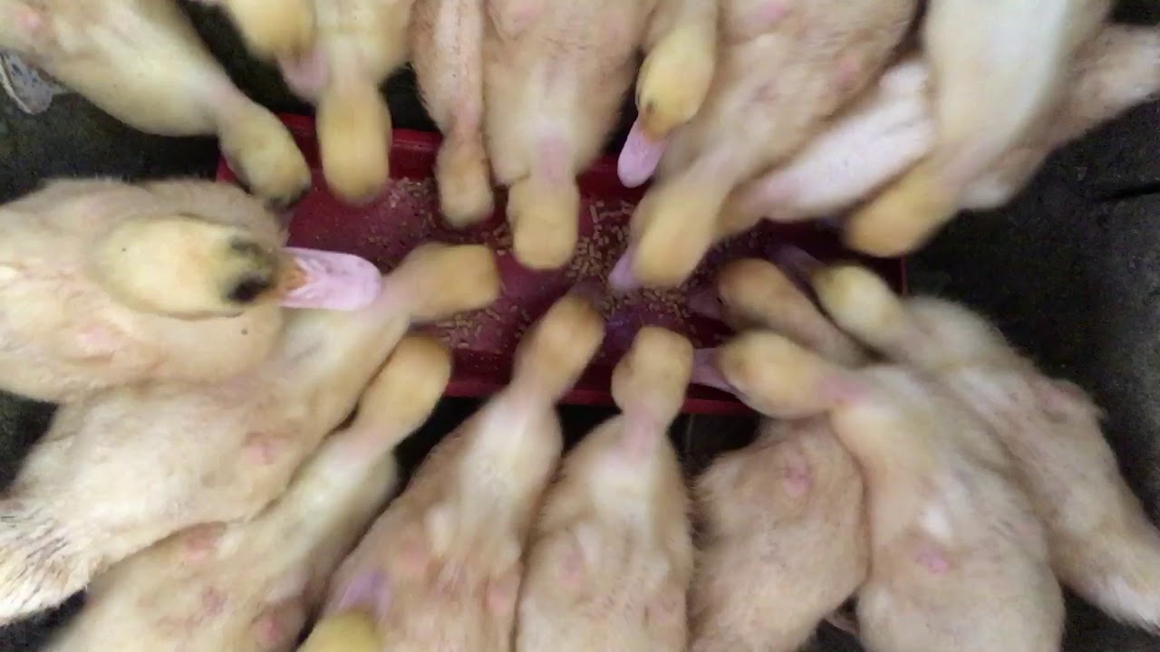 Muscovy ducklings @3 weeks - YouTube