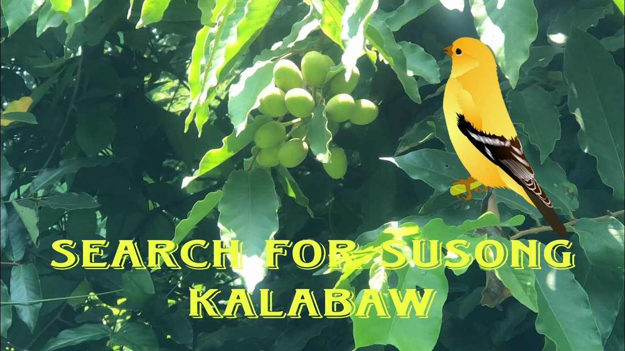 SEARCH FOR SUSONG KALABAW - YouTube