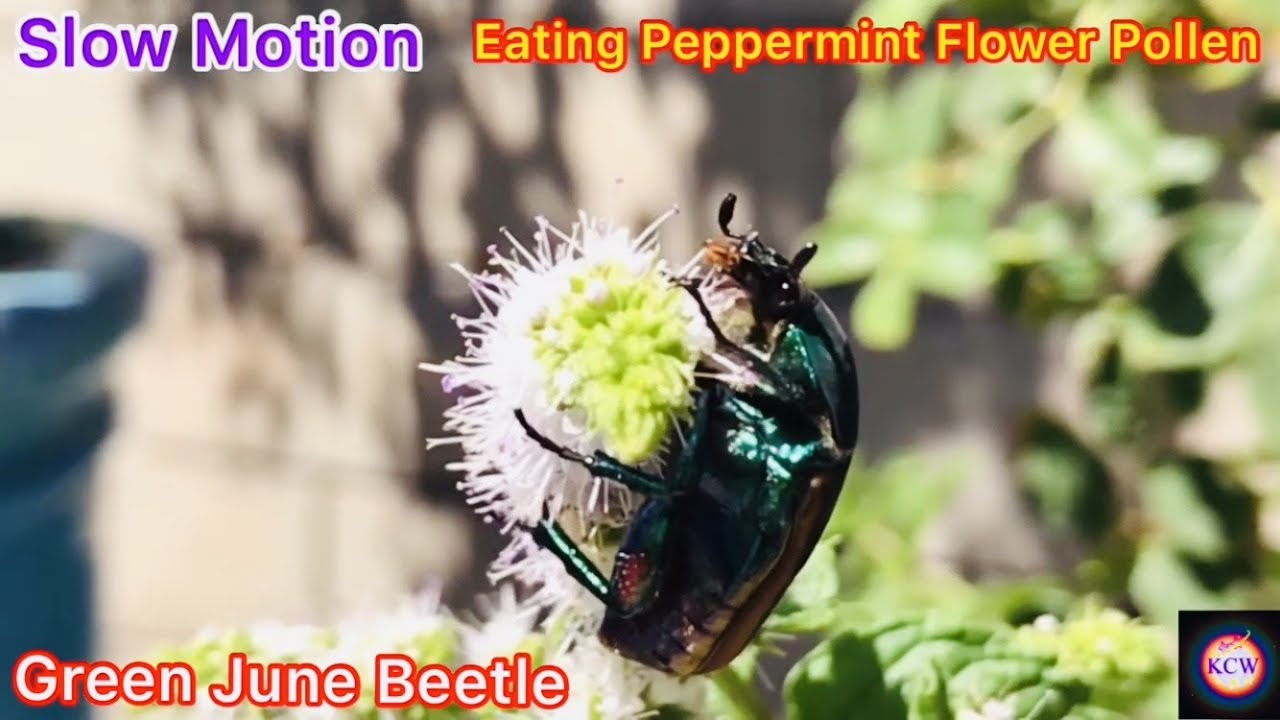 Green June Beetle Eating Peppermint Flower Pollen｜In Normal Speed ...