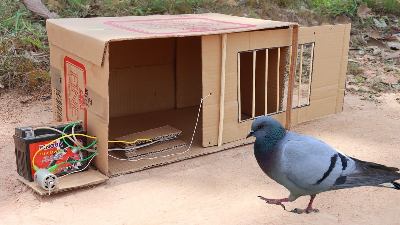 Creative Bird Trap Machine Using Big Cardboard Box - YouTube