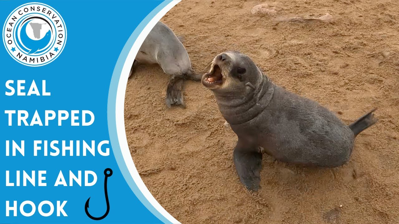Seal Trapped In Fishing Line and Hook - YouTube