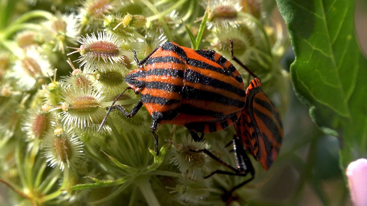 Minstrel bug (Graphosoma lineatum) - Liguria Italy - YouTube