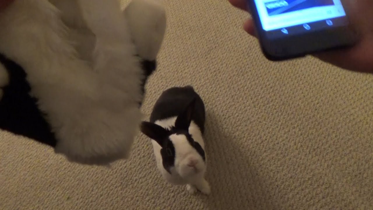 Rabbit reacts to hearing rabbit purr for the first time - YouTube