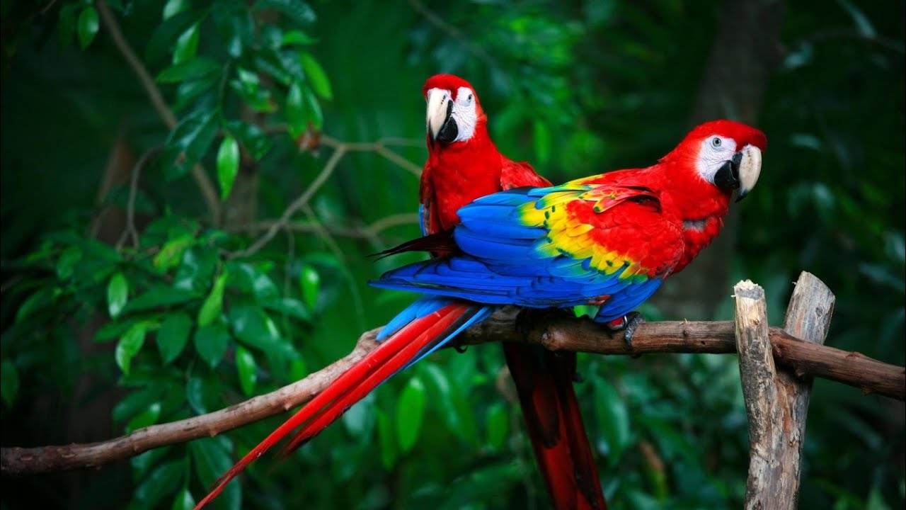 macow bird's macow Pakhi. মেকাউপাখির বই সিস্ট।ব্লো এন্ড গোল্ড মেকাউ ...