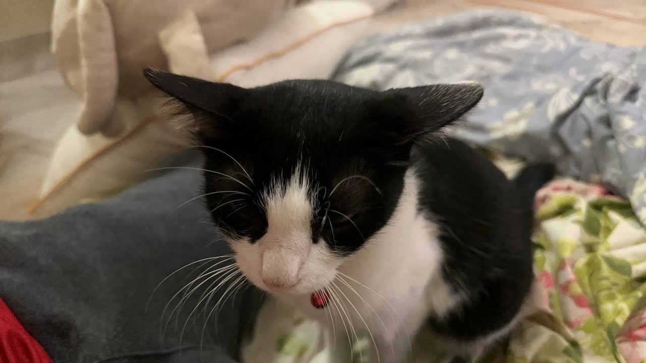 Cute Cat sweet grumpy sleepy 😘 - YouTube