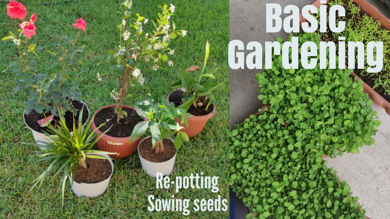 Basic gardening Video | How to do Re pot and Sow seeds for Beginners ...